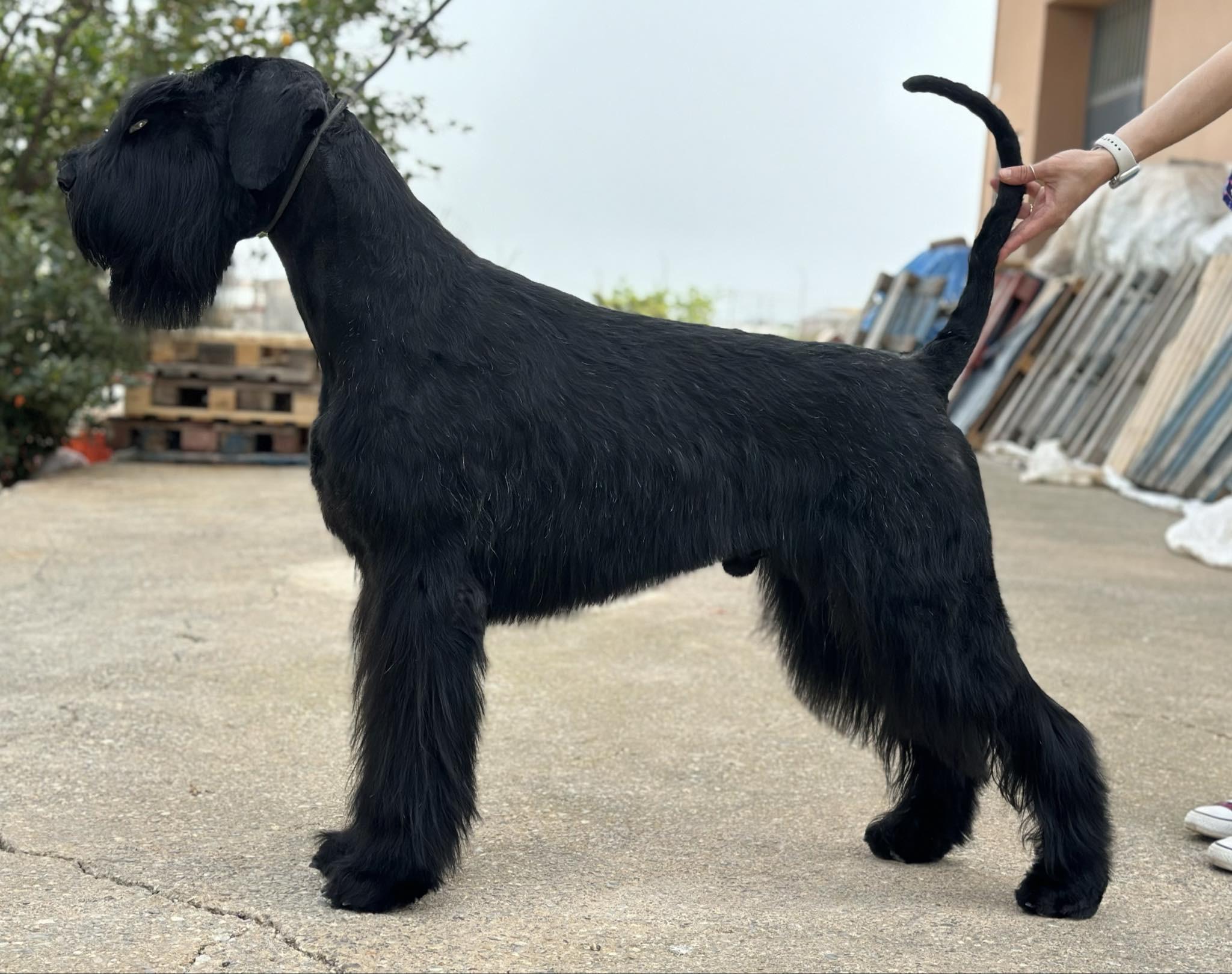 Wessels Giant Schnauzers in Oregon | Giant Schnauzer puppies | Good Dog