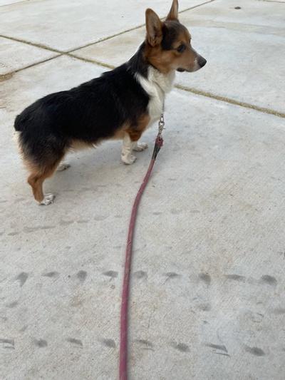 Dockers Corgis in Kansas | Pembroke Welsh Corgi puppies | Good Dog