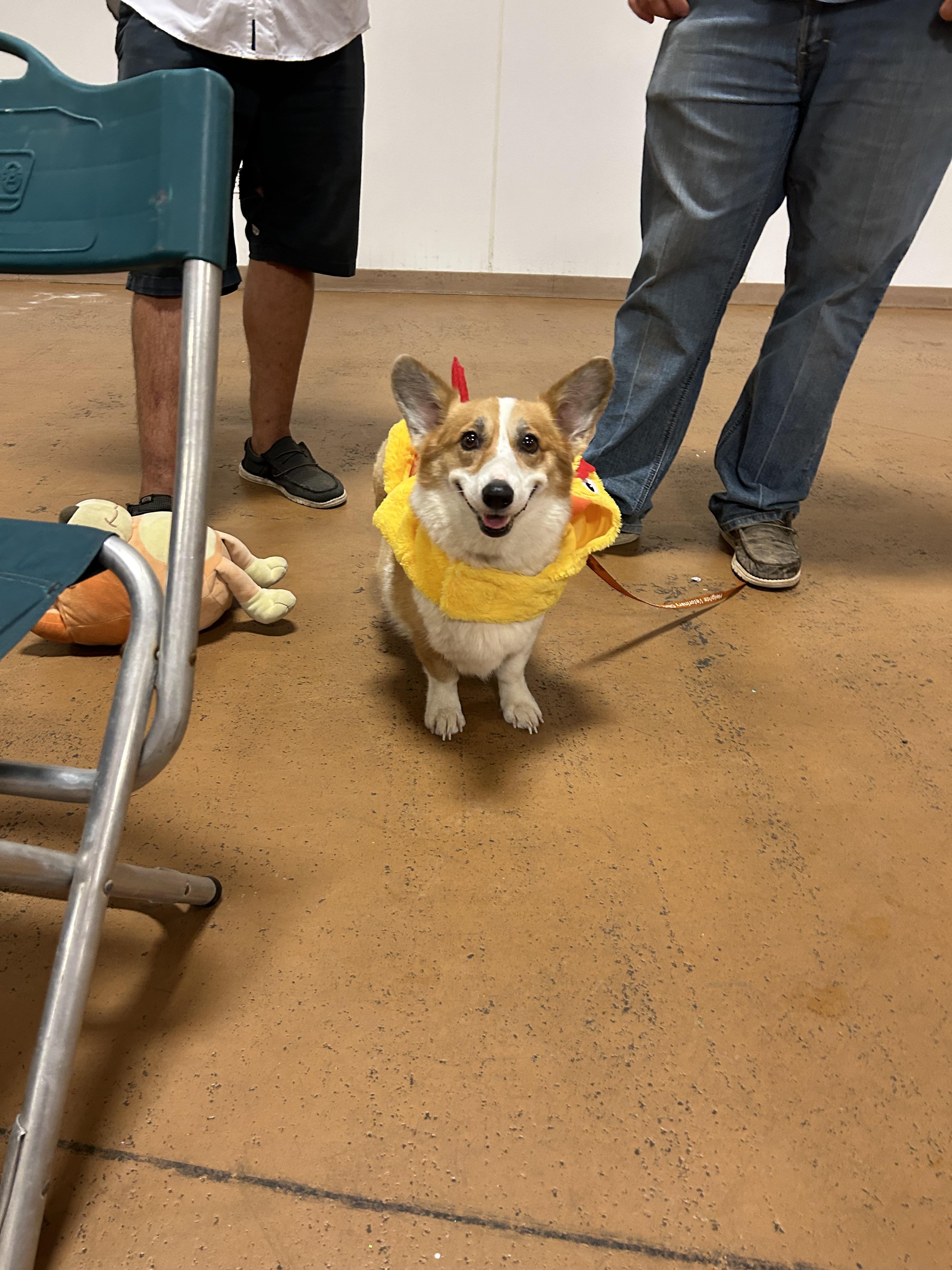 Diamond Bar H in Texas | Pembroke Welsh Corgi puppies | Good Dog