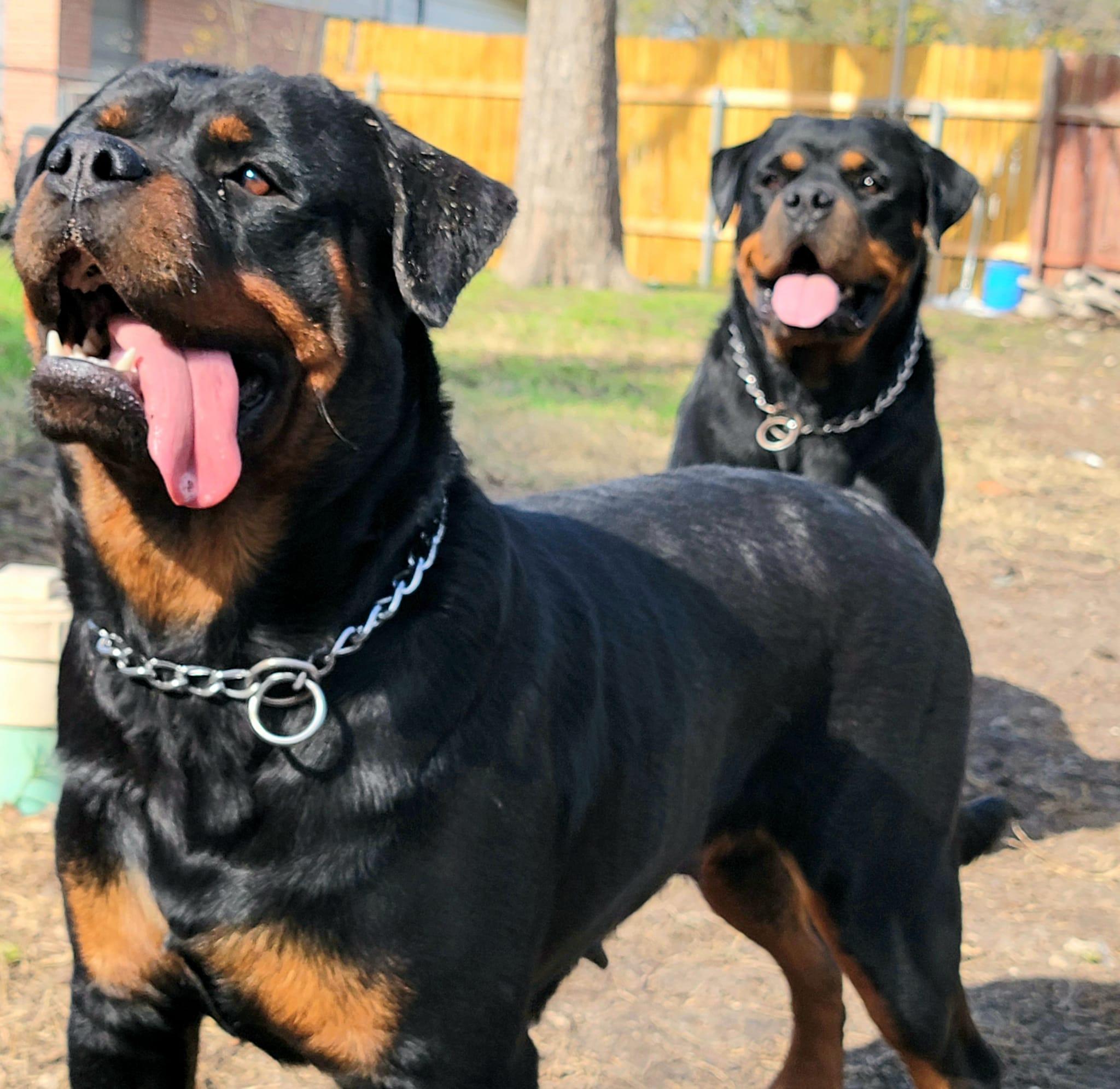 Angel Rottweilers in Texas | Rottweiler puppies | Good Dog