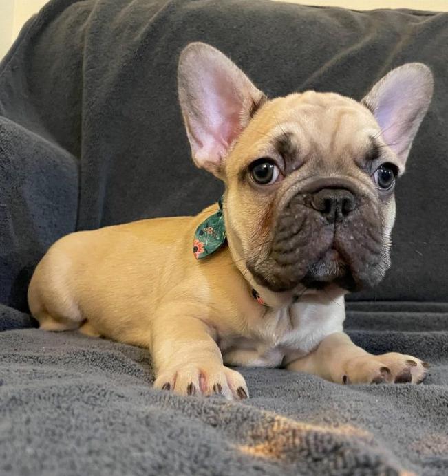 Top Ranked Frenchies in New Jersey | French Bulldog puppies | Good Dog