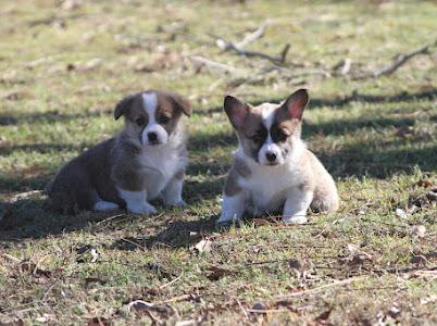 JK Ranch Corgis in Texas | Pembroke Welsh Corgi puppies | Good Dog