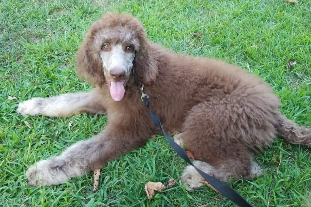 Powder Puff Poodles in New York | Poodle puppies | Good Dog