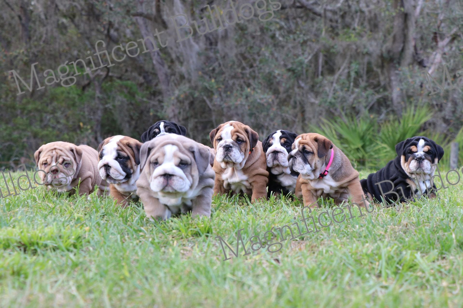 Magnificent Bulldogs in Florida | Bulldog puppies | Good Dog