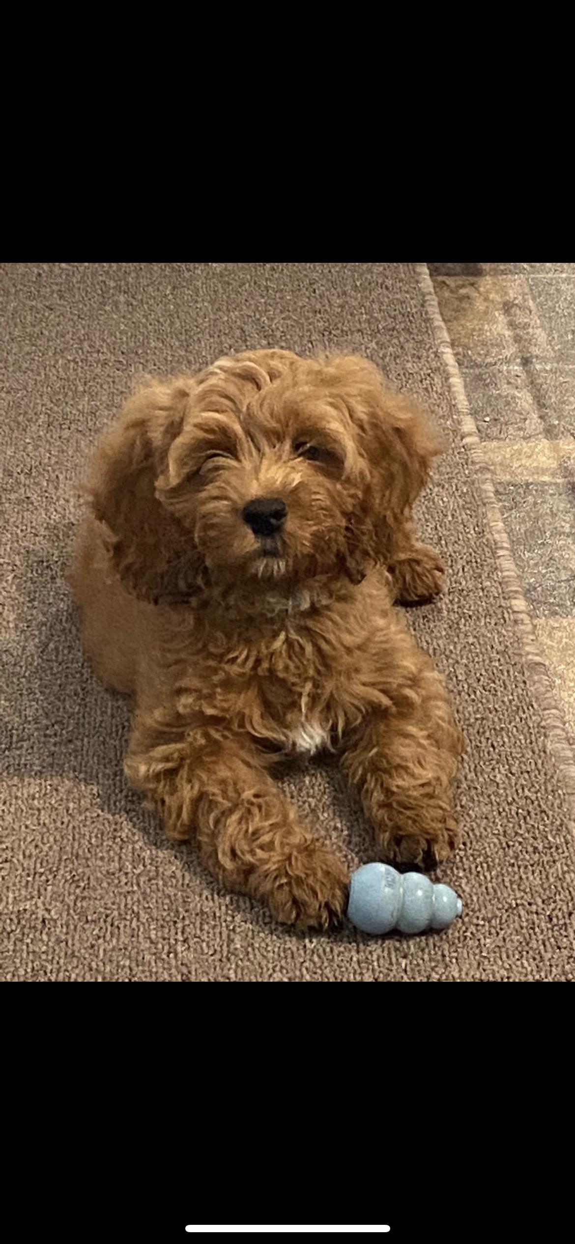 Troy & Robin Bailey in Alabama | Cockapoo puppies | Good Dog