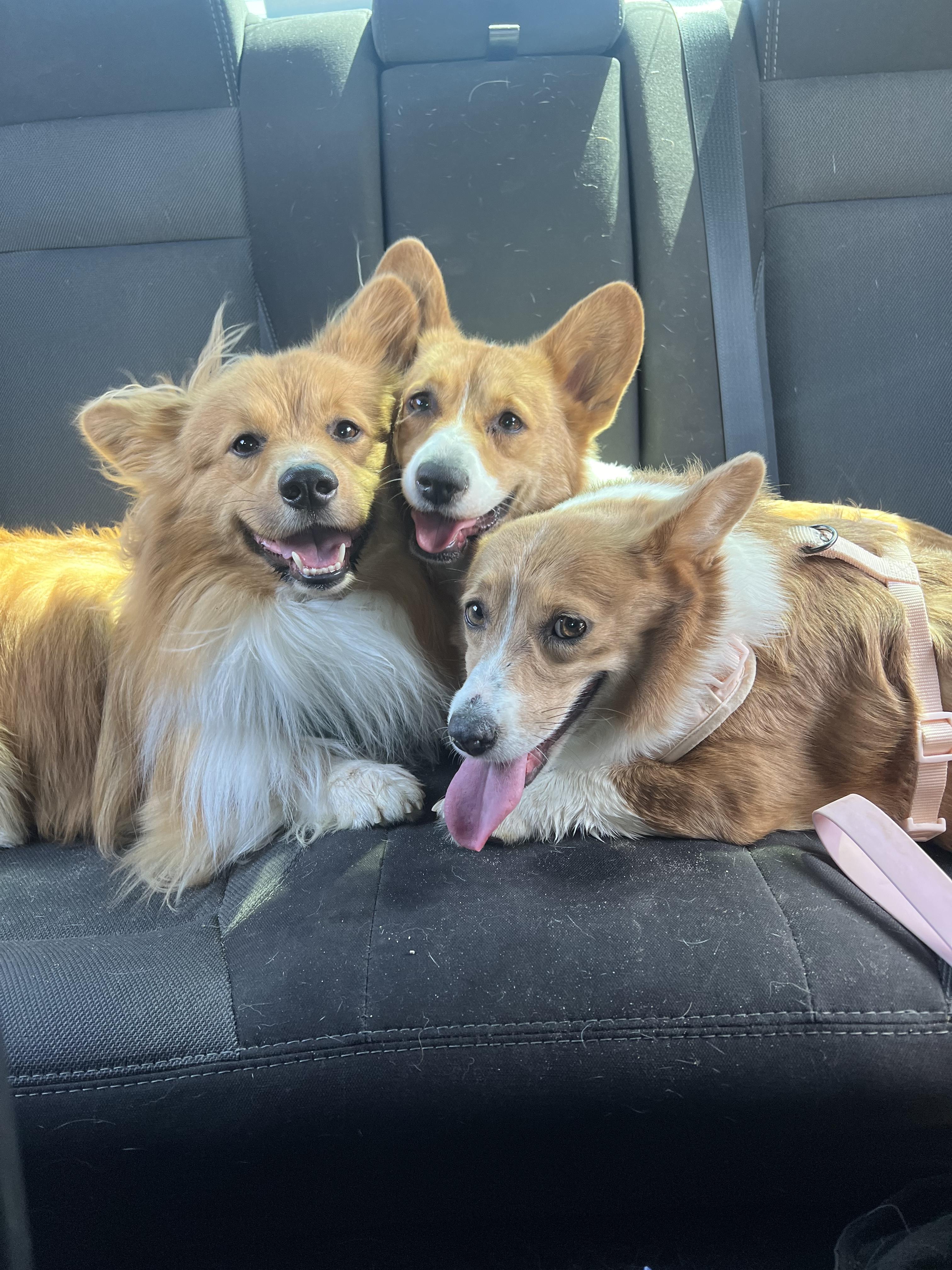 Mk’s Corgis in Indiana | Pembroke Welsh Corgi puppies | Good Dog