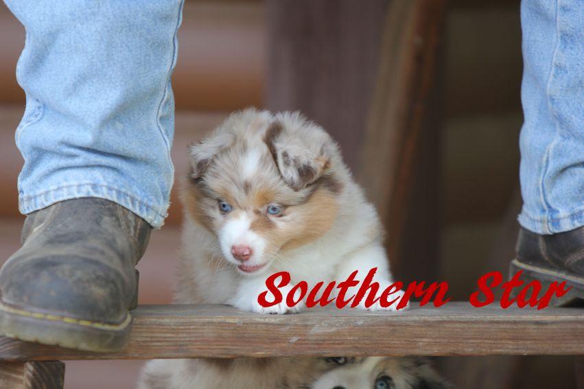 Southern Star Miniature American Shepherds in Texas | Miniature ...