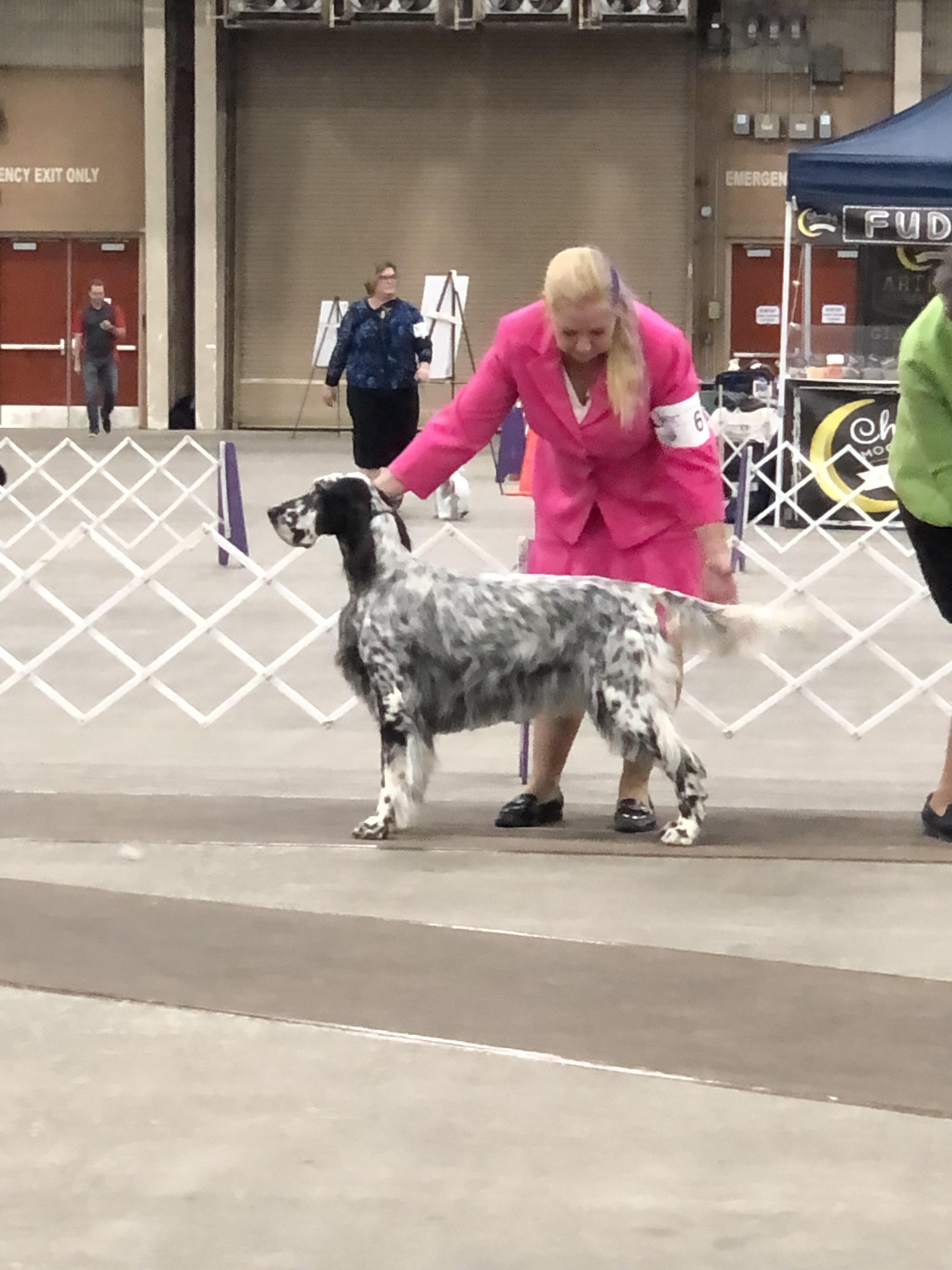 Ambush Kennel in Maryland | Chinese Crested and English Setter puppies ...