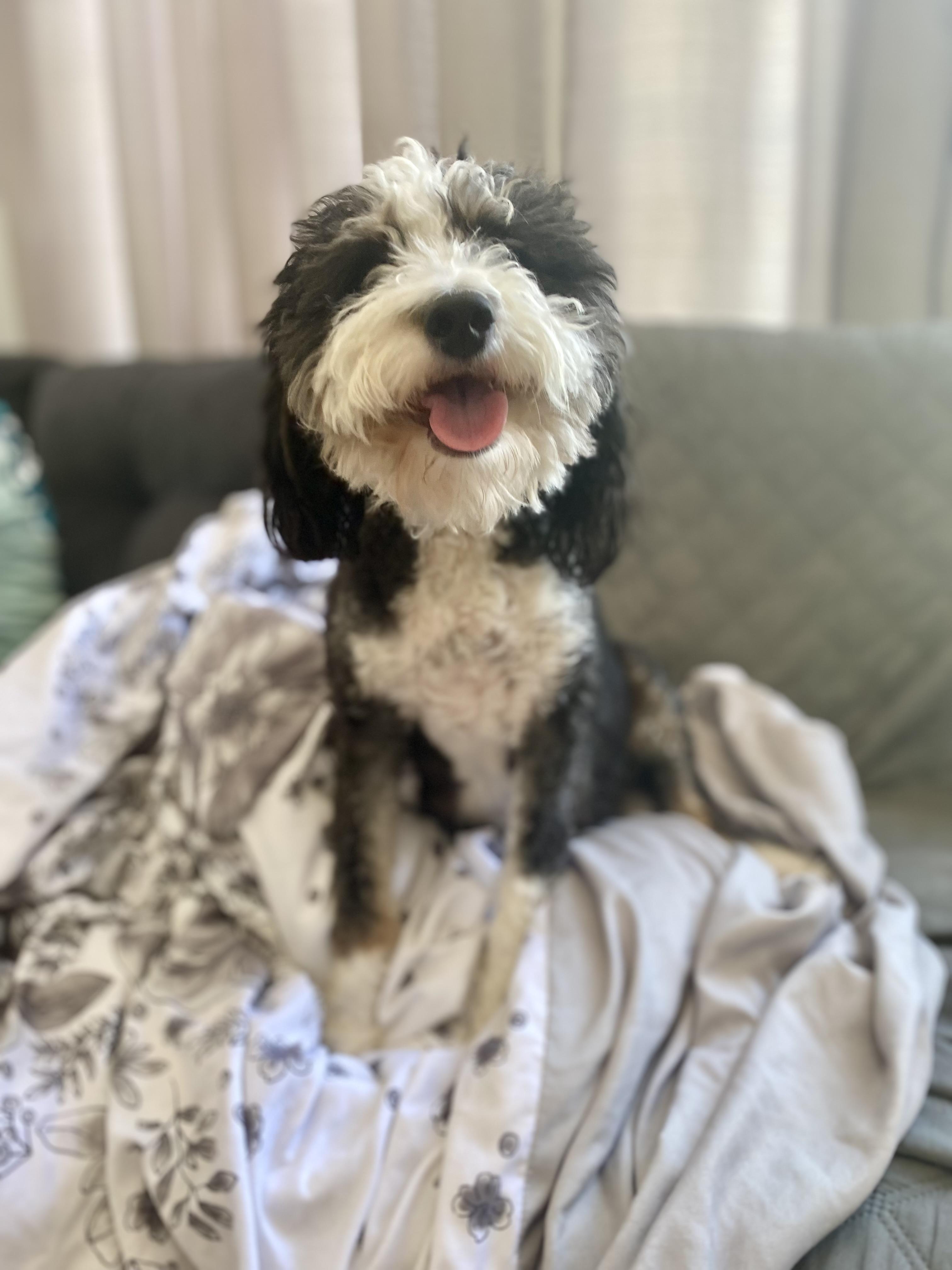 Michelle's Doodles in New Jersey | Bernedoodle, Goldendoodle, Poodle or ...