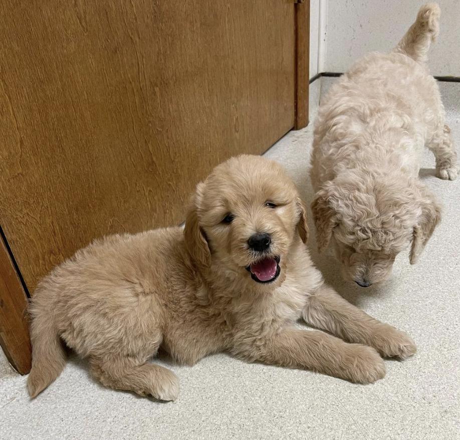 Best Choice Doodles in Alabama | Goldendoodle and Poodle puppies | Good Dog