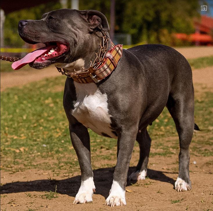 Superstes Guard in Arizona | American Bully puppies | Good Dog