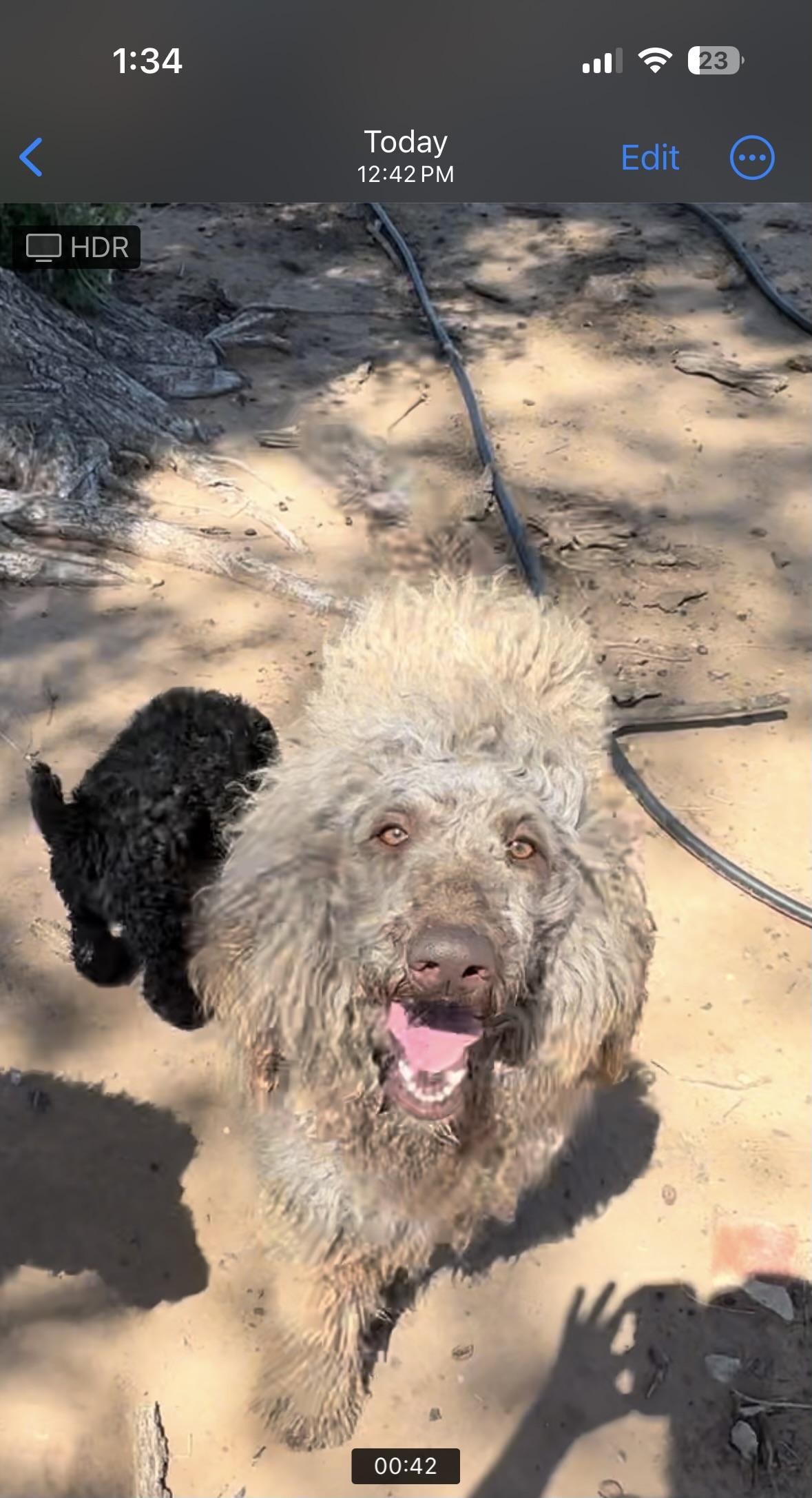 Purple Heart Canines in Indiana | Labradoodle and Poodle puppies | Good Dog
