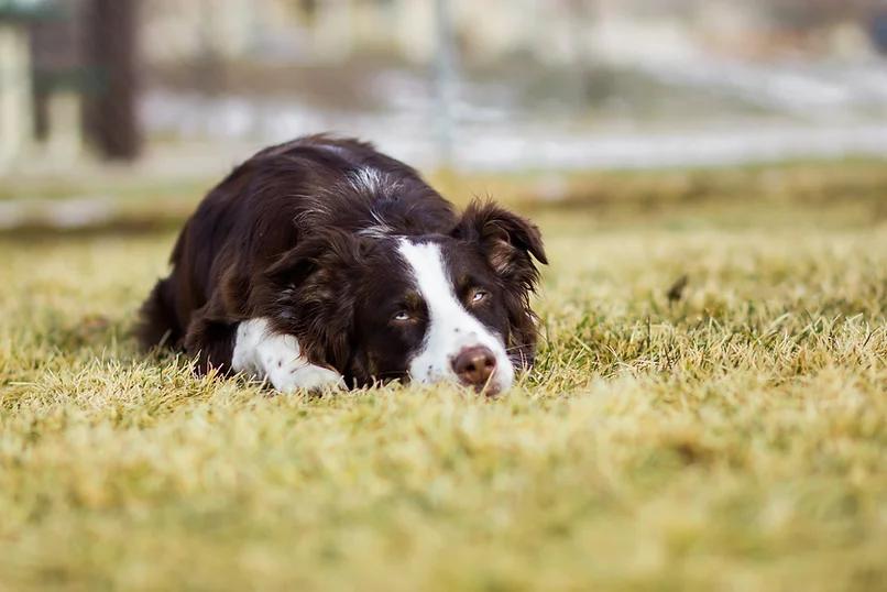 Firestone Australian Shepherds in Colorado | Australian Shepherd ...