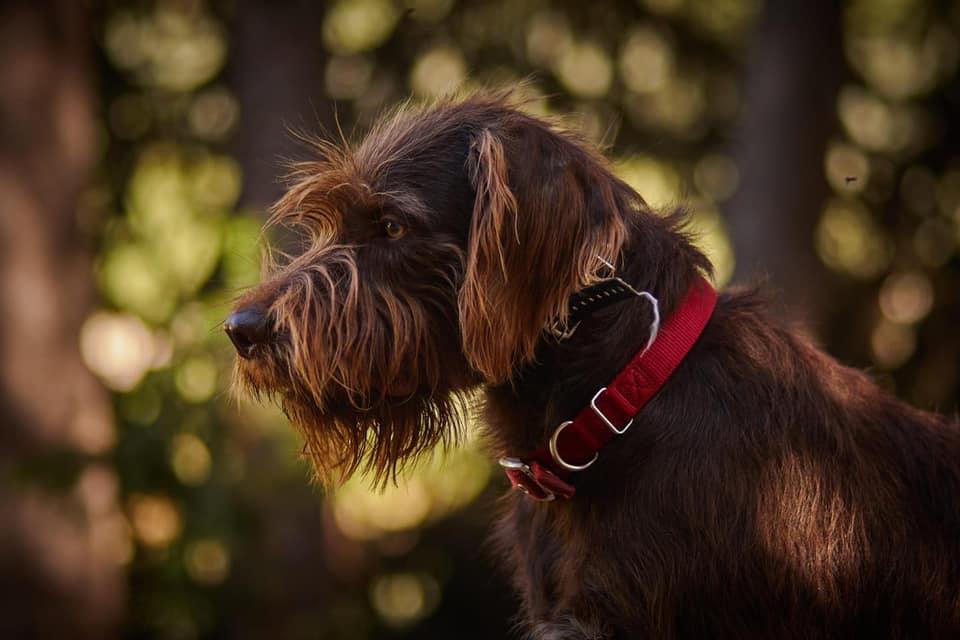 Nomad Pudelpointer Kennels in | Pudelpointer puppies | Good Dog