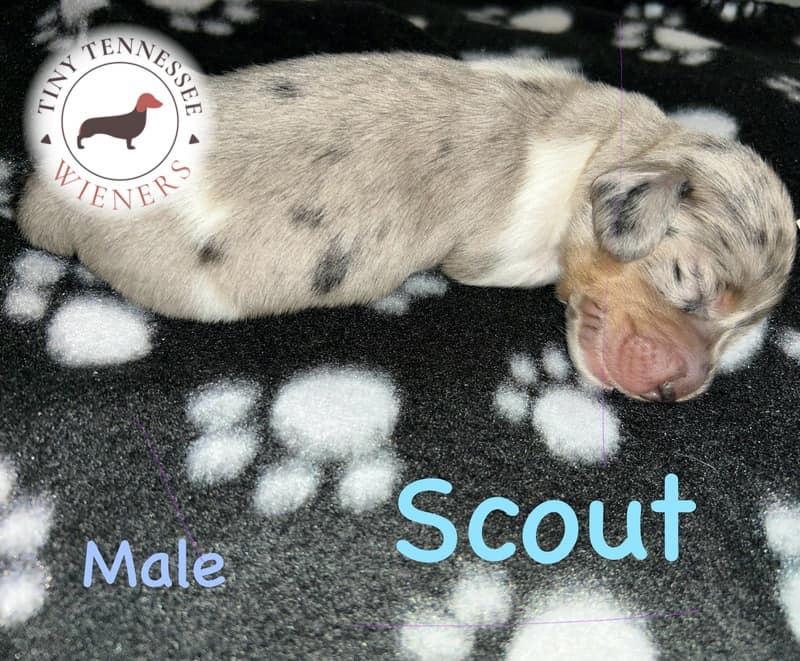 Tiny Tennessee Weiners in Tennessee | Dachshund puppies | Good Dog