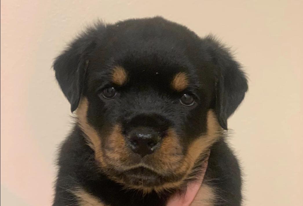 Rottweilers Vom Haus Forte in Arkansas | Rottweiler puppies | Good Dog