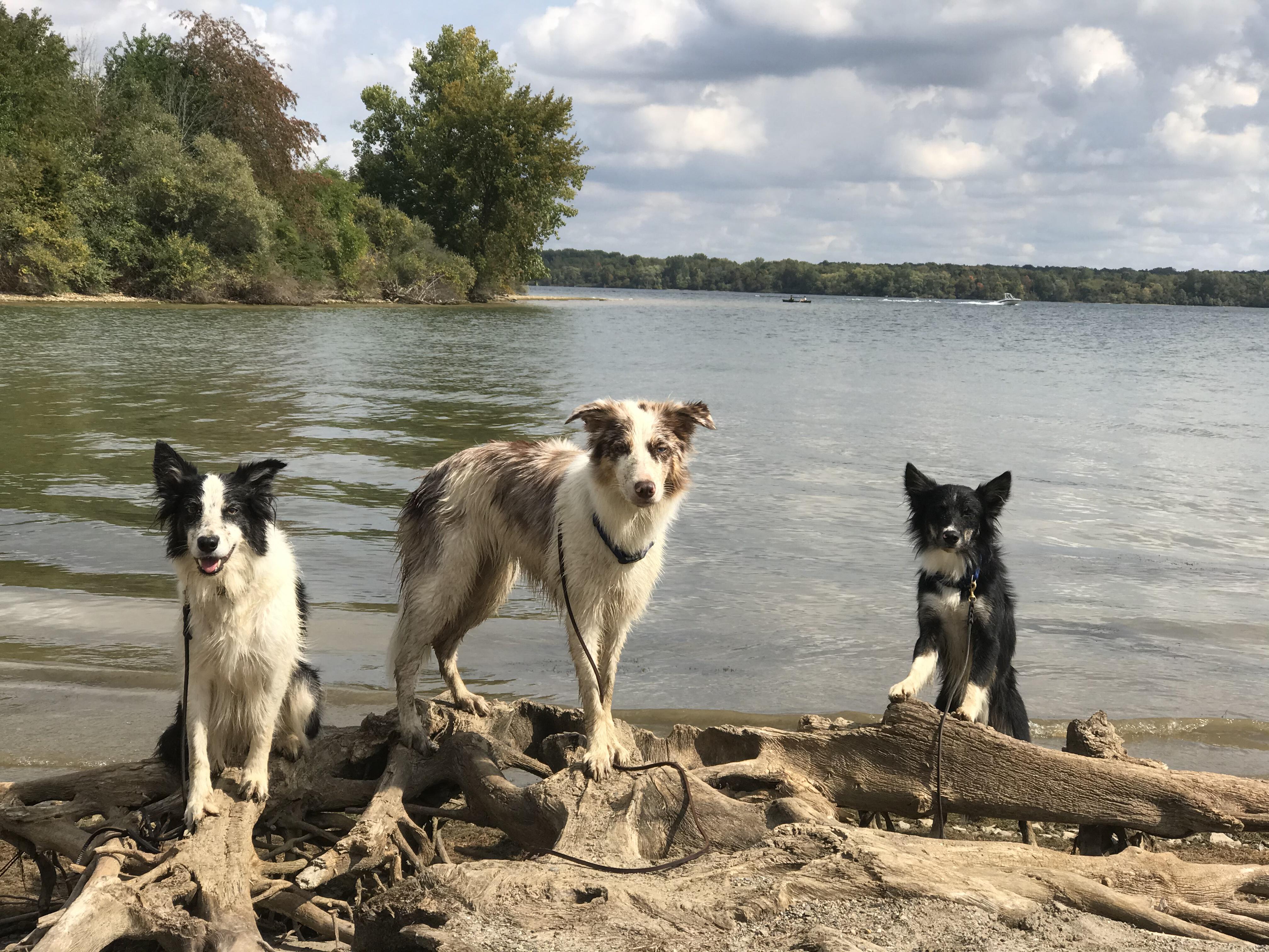 Laura & Leila Johnson's Border Collies in Ohio | Border Collie puppies ...