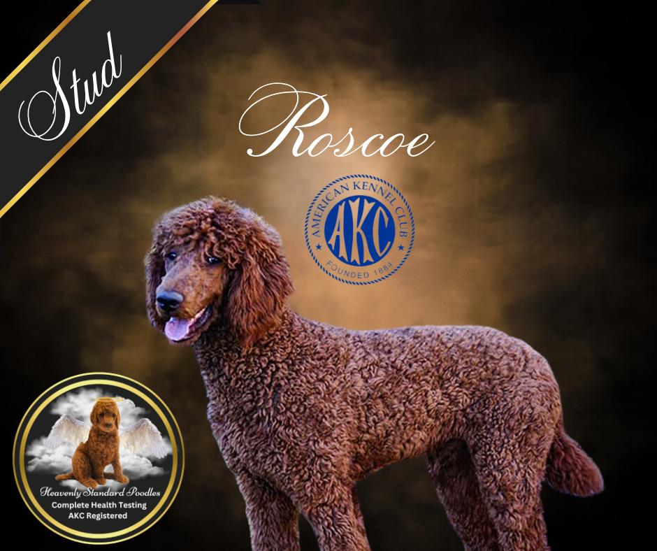 Heavenly Poodles in Florida | Poodle and Irish Doodle puppies | Good Dog