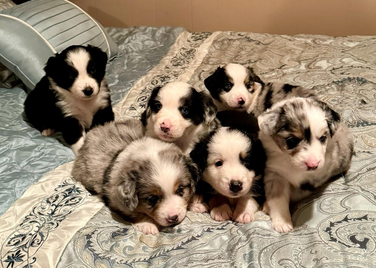 Connie's American Eskimo Dogs and Mini Australian Shepherd Dogs in ...