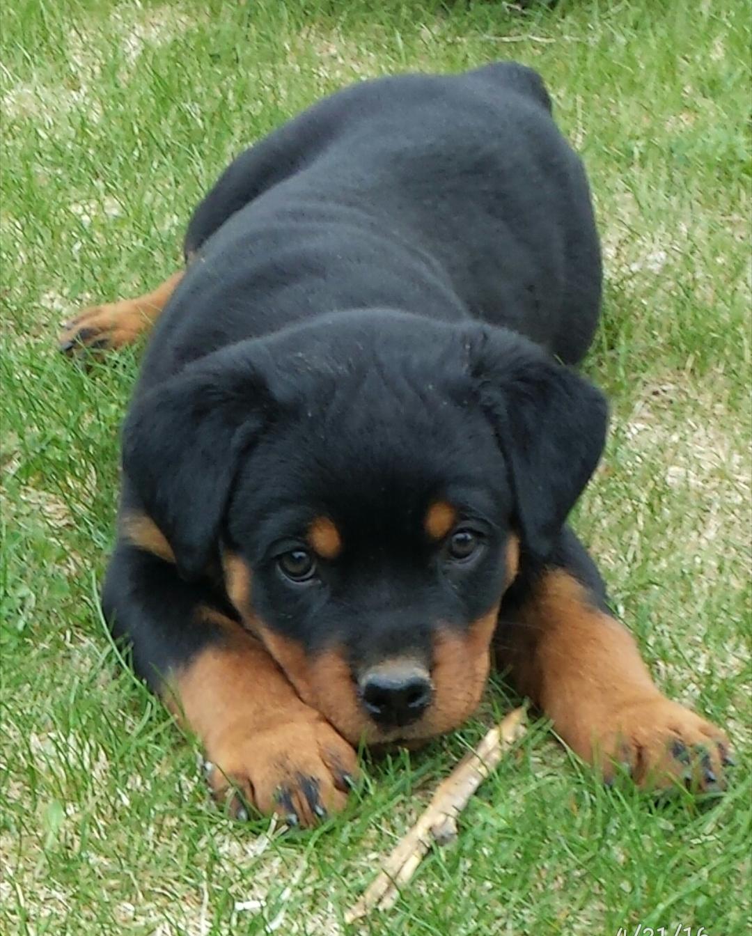 Highland Rottweilers in Oregon | Rottweiler puppies | Good Dog