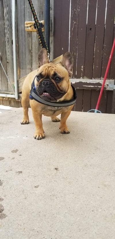 Lab Coat French Bulldogs in Colorado | French Bulldog puppies | Good Dog