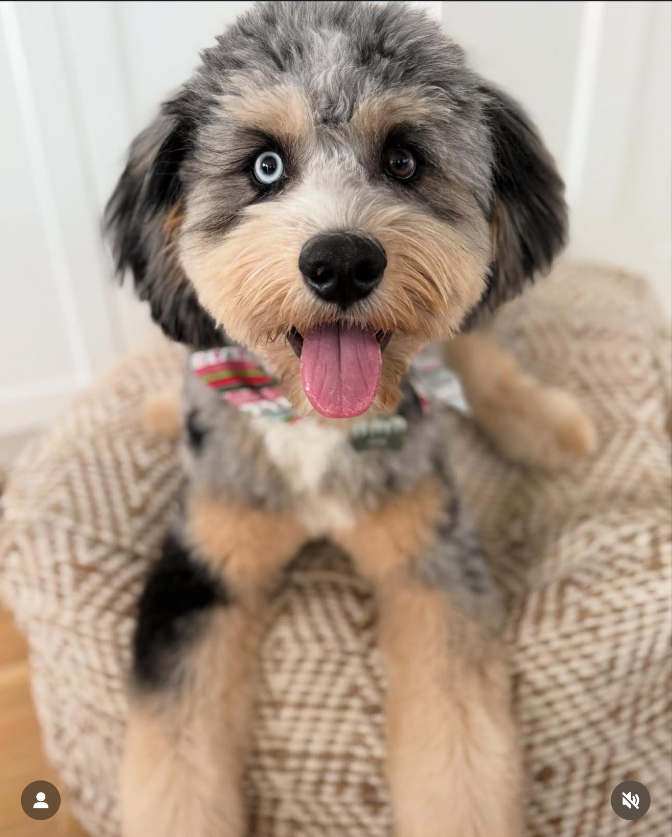Sassy Pants Pups in Colorado | Aussiedoodle puppies | Good Dog