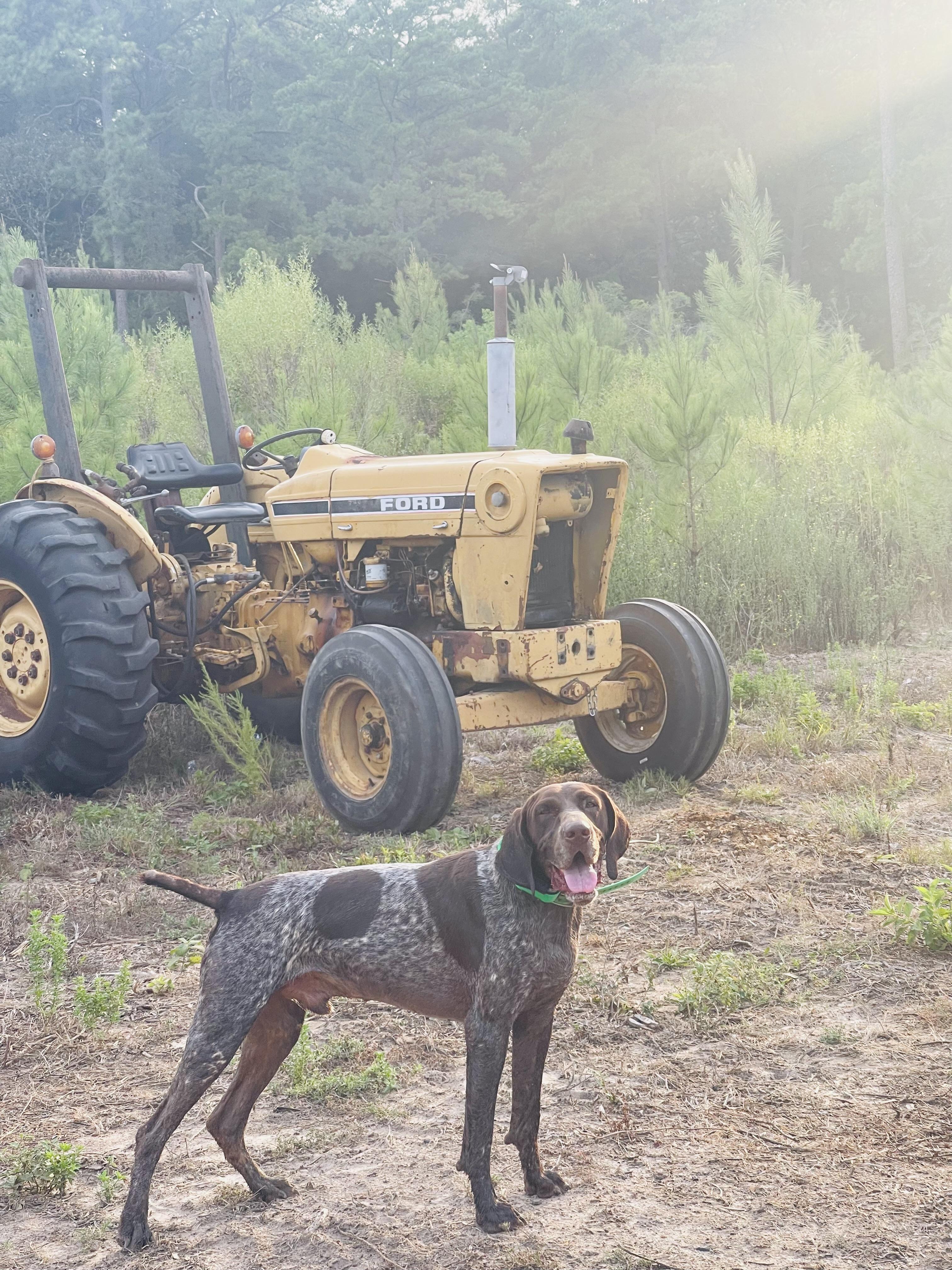 Diamond Tread Pointers in Texas | German Shorthaired Pointer puppies ...
