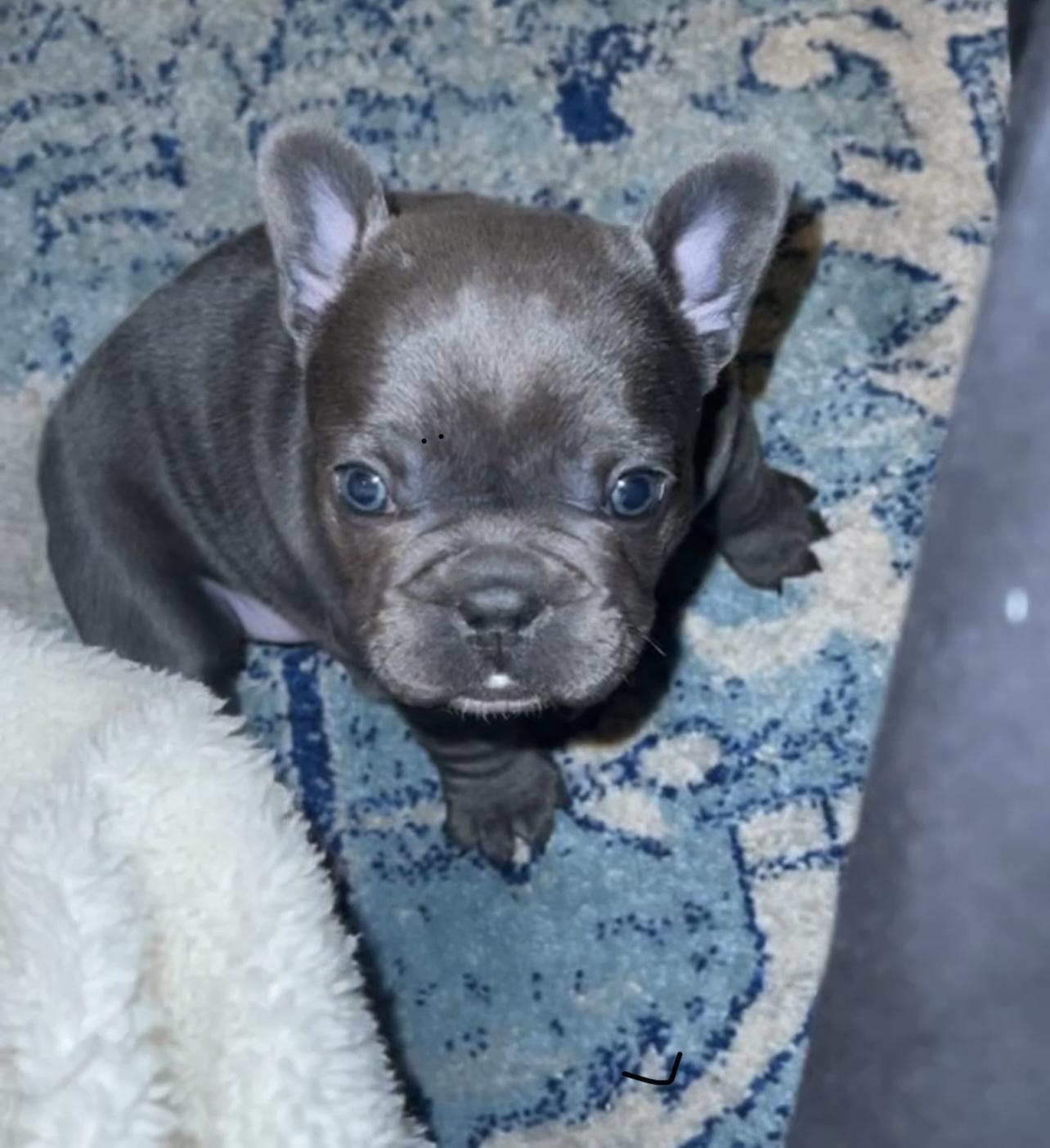 Steel City Frenchies in Pennsylvania | French Bulldog puppies | Good Dog