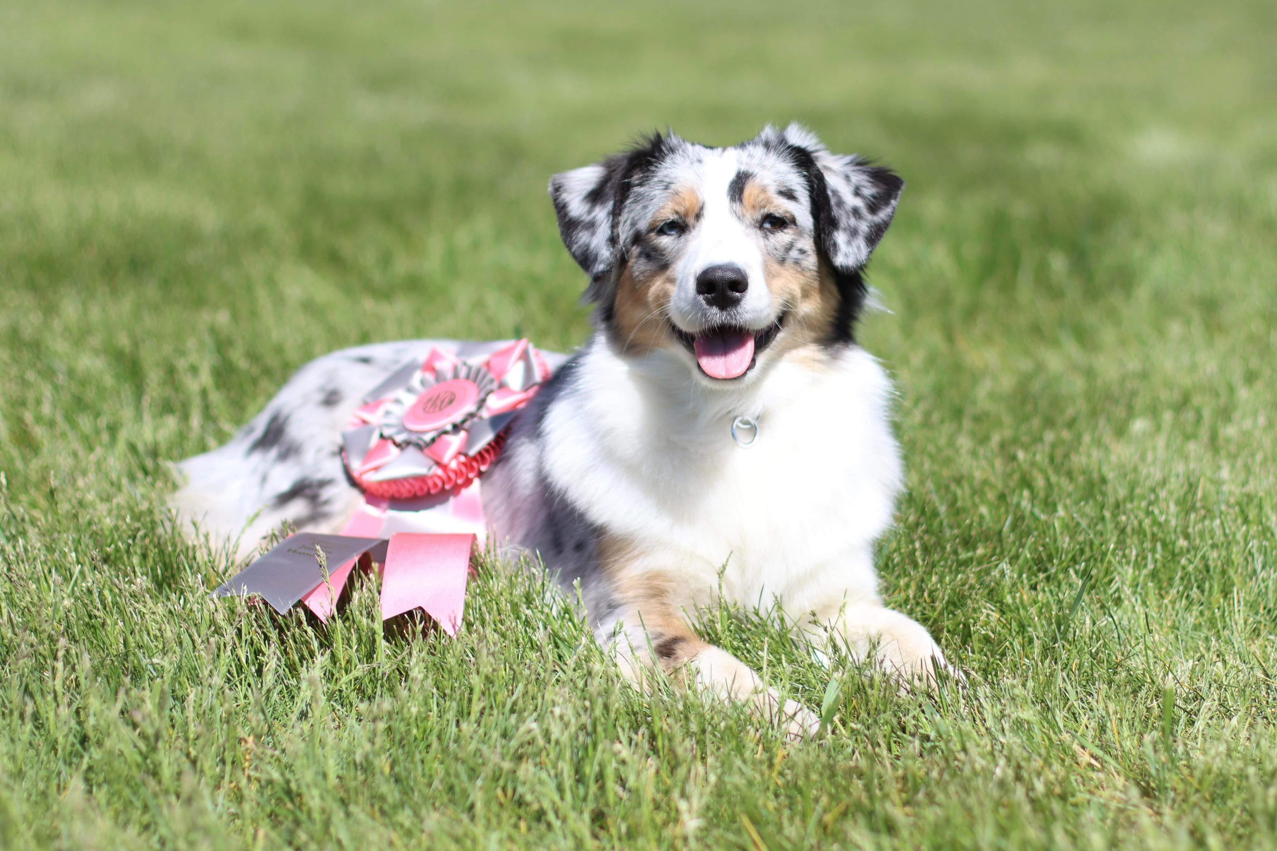 Azure Sky Minis in Utah | Miniature American Shepherd puppies | Good Dog