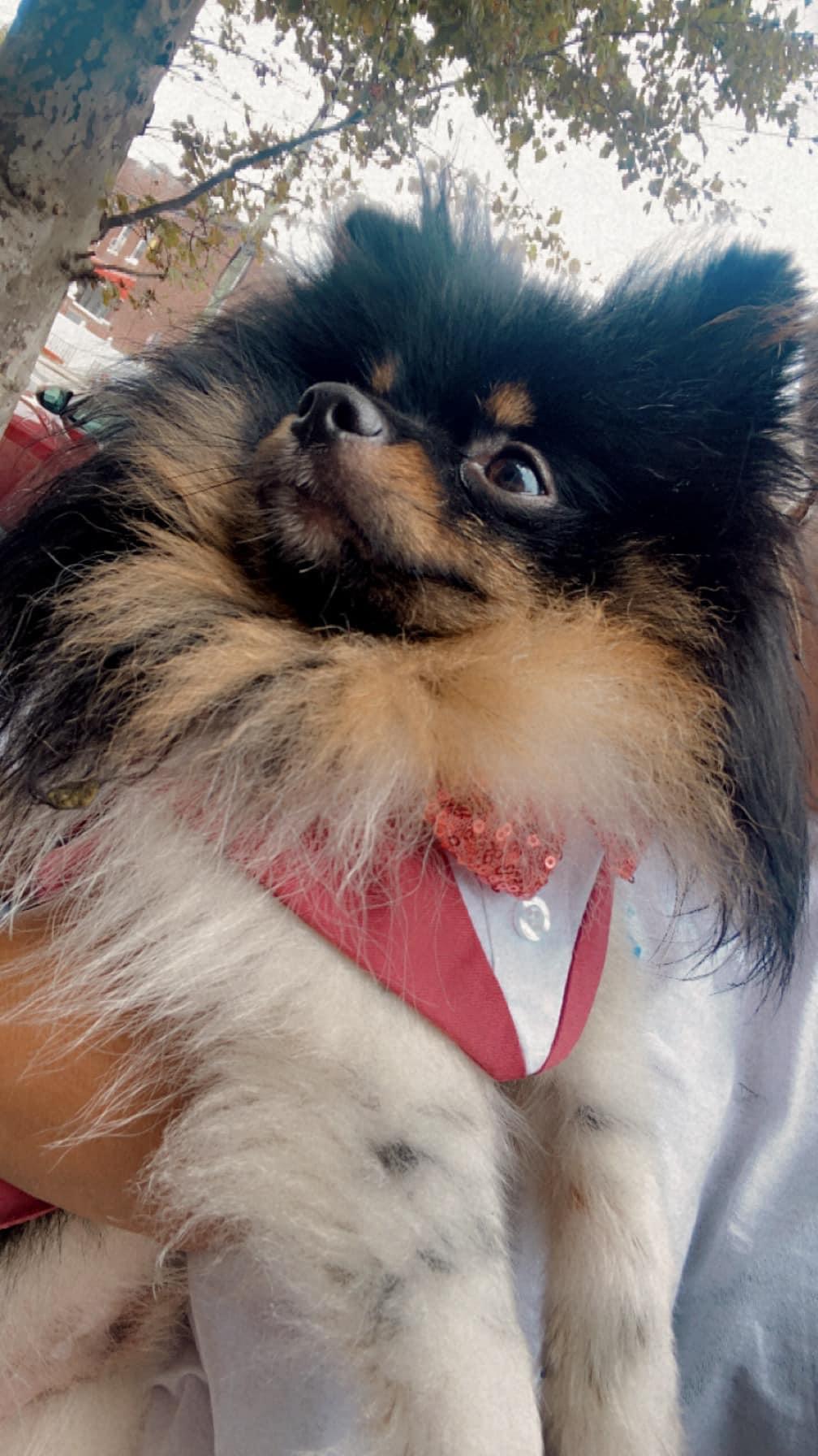 Luxury Poms in New York | Pomeranian puppies | Good Dog