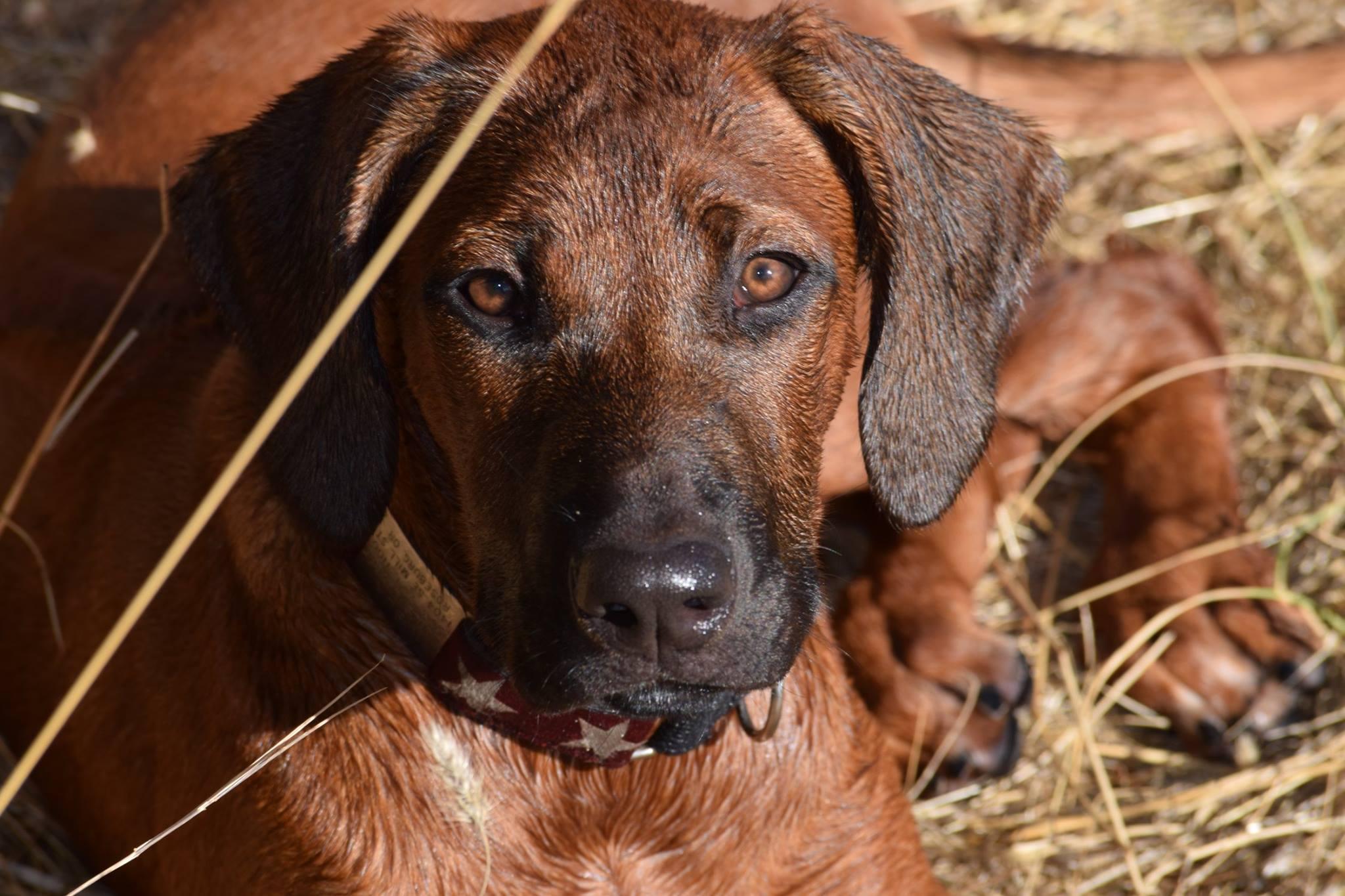 Msasa Rhodesian Ridgebacks in Oregon | Rhodesian Ridgeback puppies ...