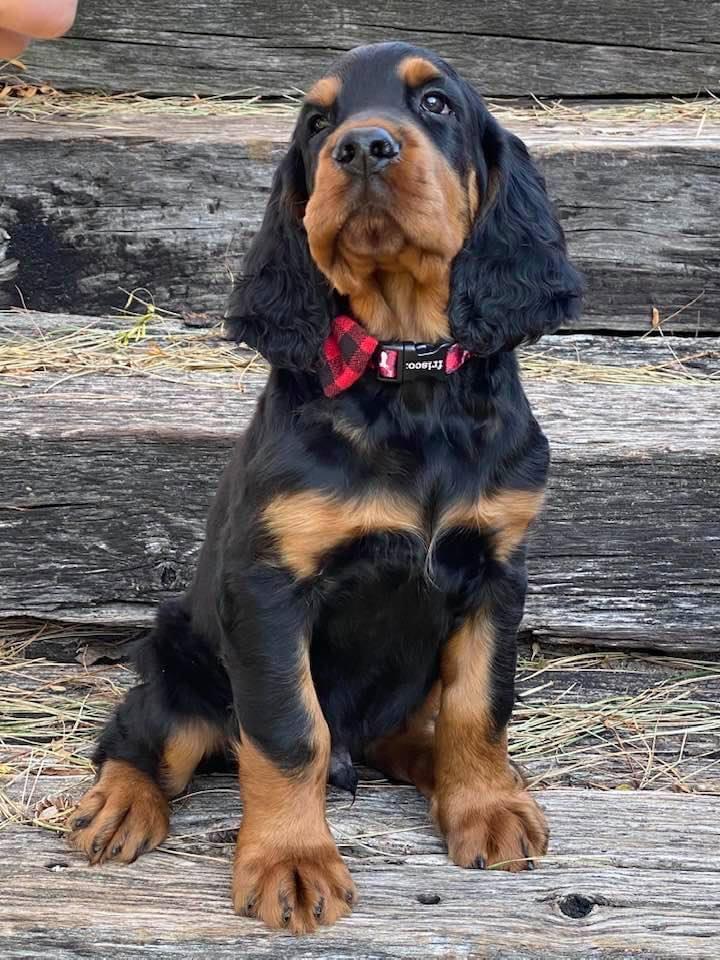 Bit O’ Gold Gordon Setters in Wisconsin | Gordon Setter puppies | Good Dog