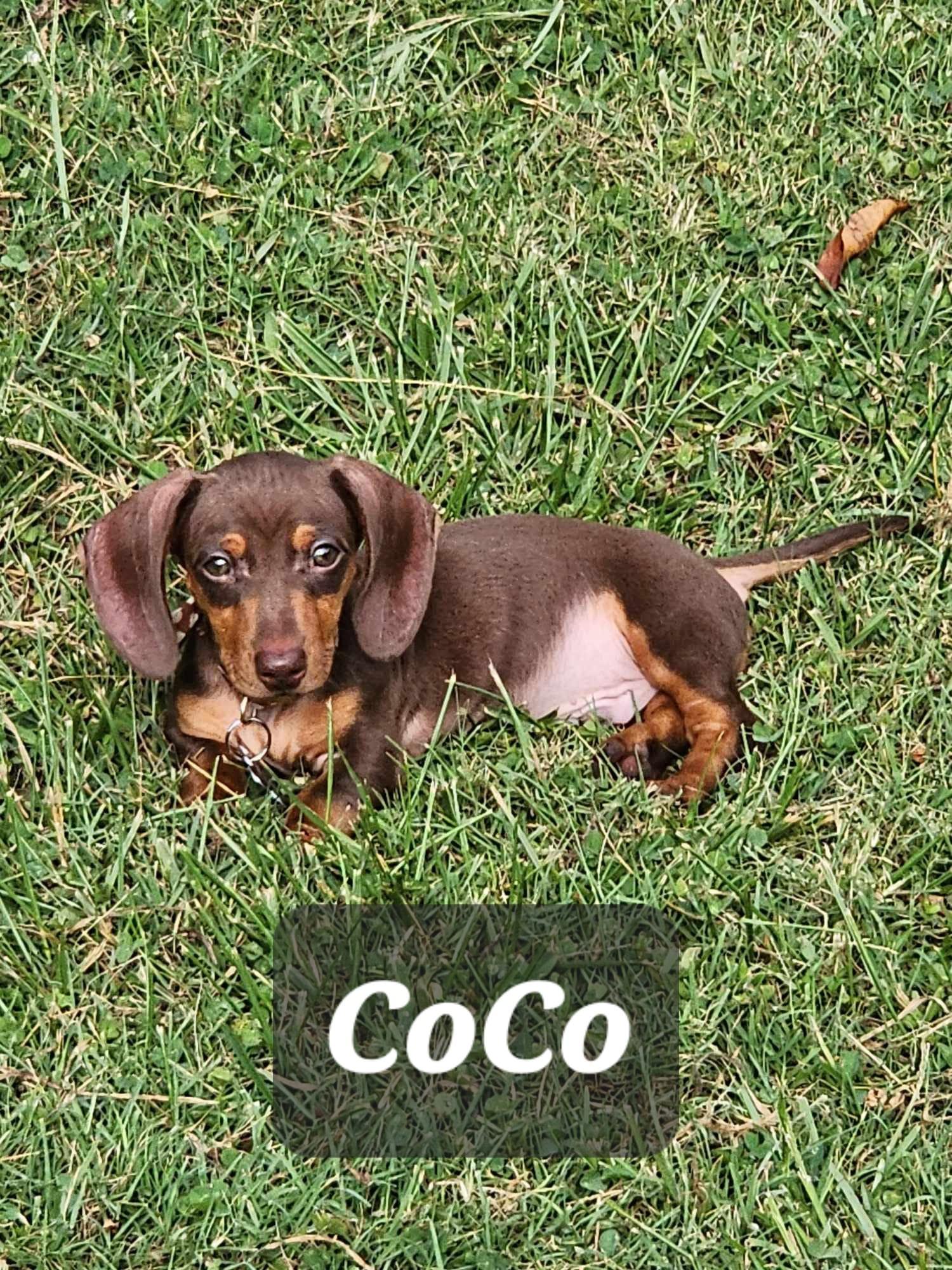 Mimi's Mini Dachshunds in South Carolina | Dachshund puppies | Good Dog