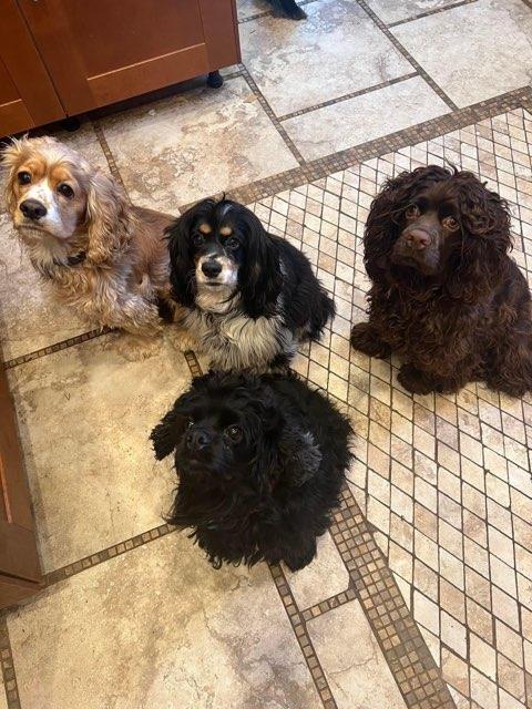 Fleur de Lis Cockers- Cuchna Cockers in South Carolina | Cocker Spaniel ...