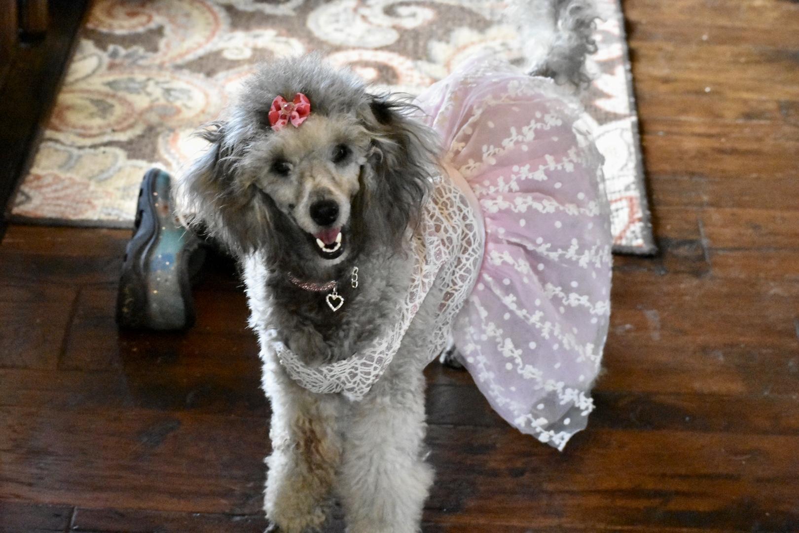 Donna’s Aussies & Pink Heart Poodles in Texas | Poodle and Toy ...