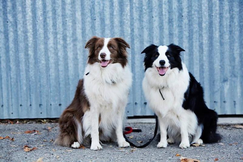 Flying S Ranch Border Collies in California | Border Collie puppies ...