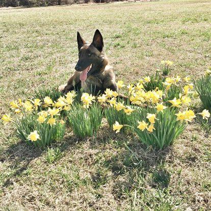 Mally’s Malinois in Arkansas | Belgian Malinois puppies | Good Dog
