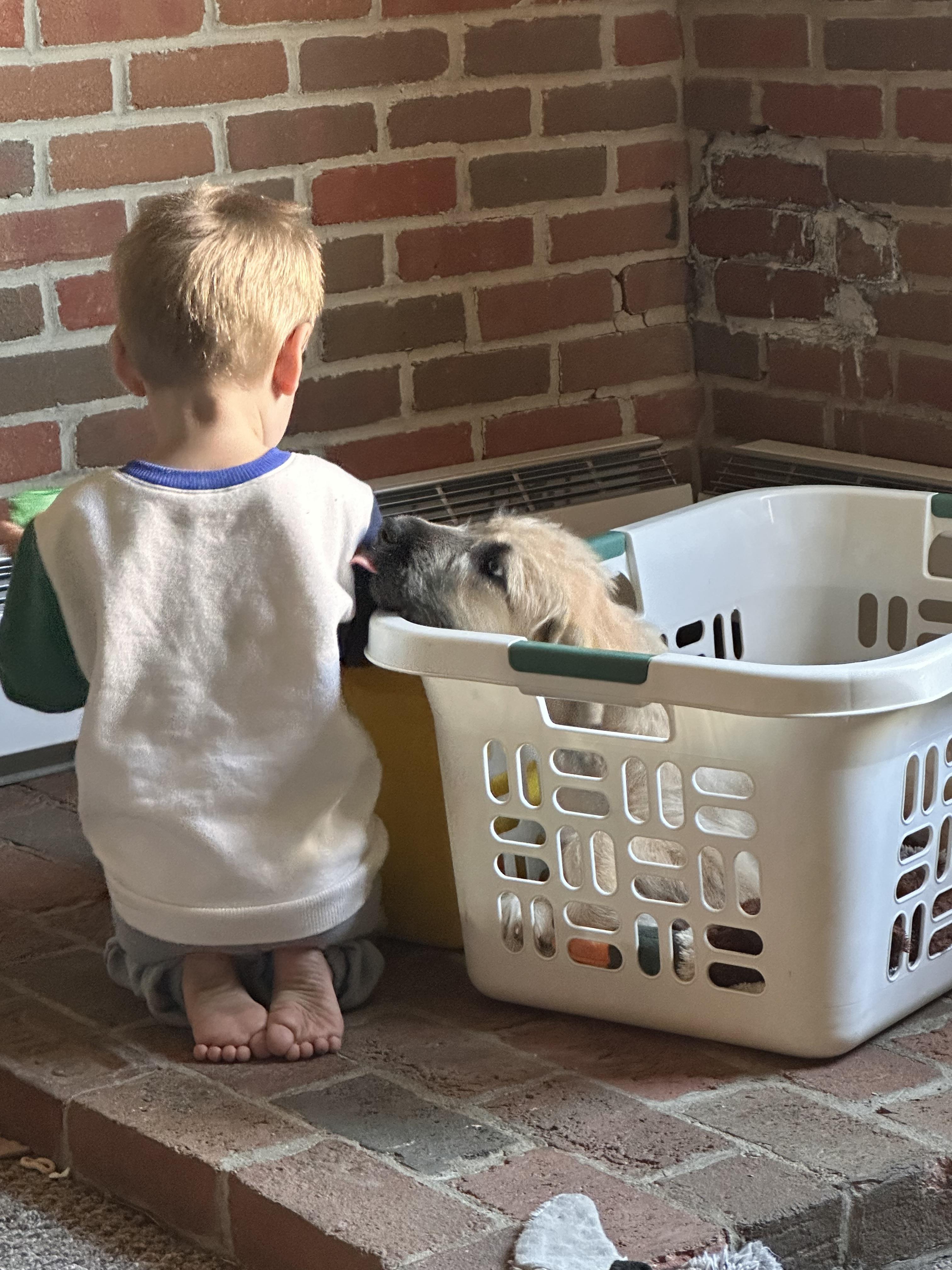 Castle Keep Hounds, LLC in Ohio | Irish Wolfhound puppies | Good Dog
