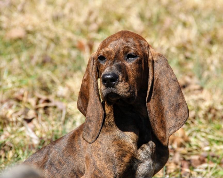 Fino Hounds USA in Tennessee | Colombian Fino Hound puppies | Good Dog