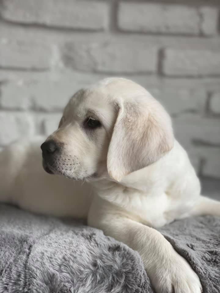 Valley of the Moon Labradors in California | Labrador Retriever puppies ...