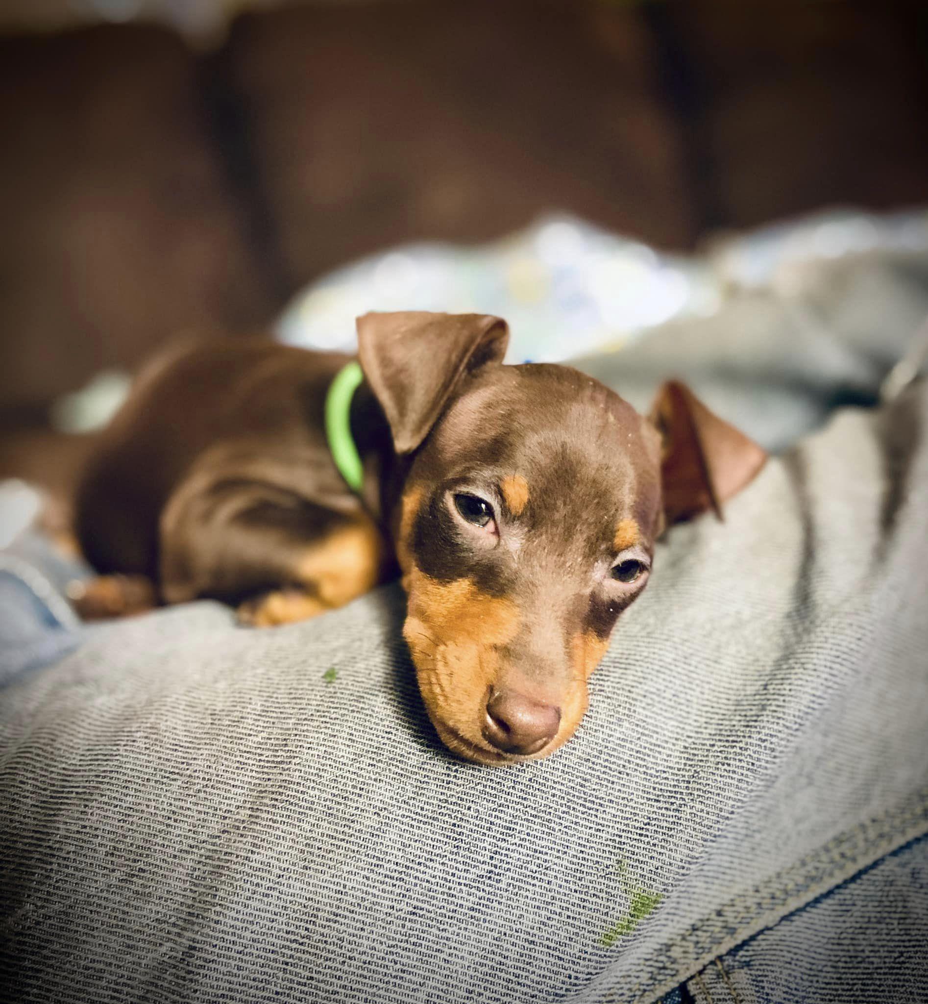 Marquart Minpins in Minnesota | Miniature Pinscher puppies | Good Dog