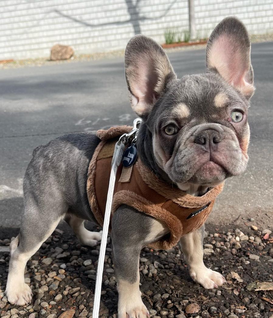 Royal Line Frenchies in California | French Bulldog puppies | Good Dog