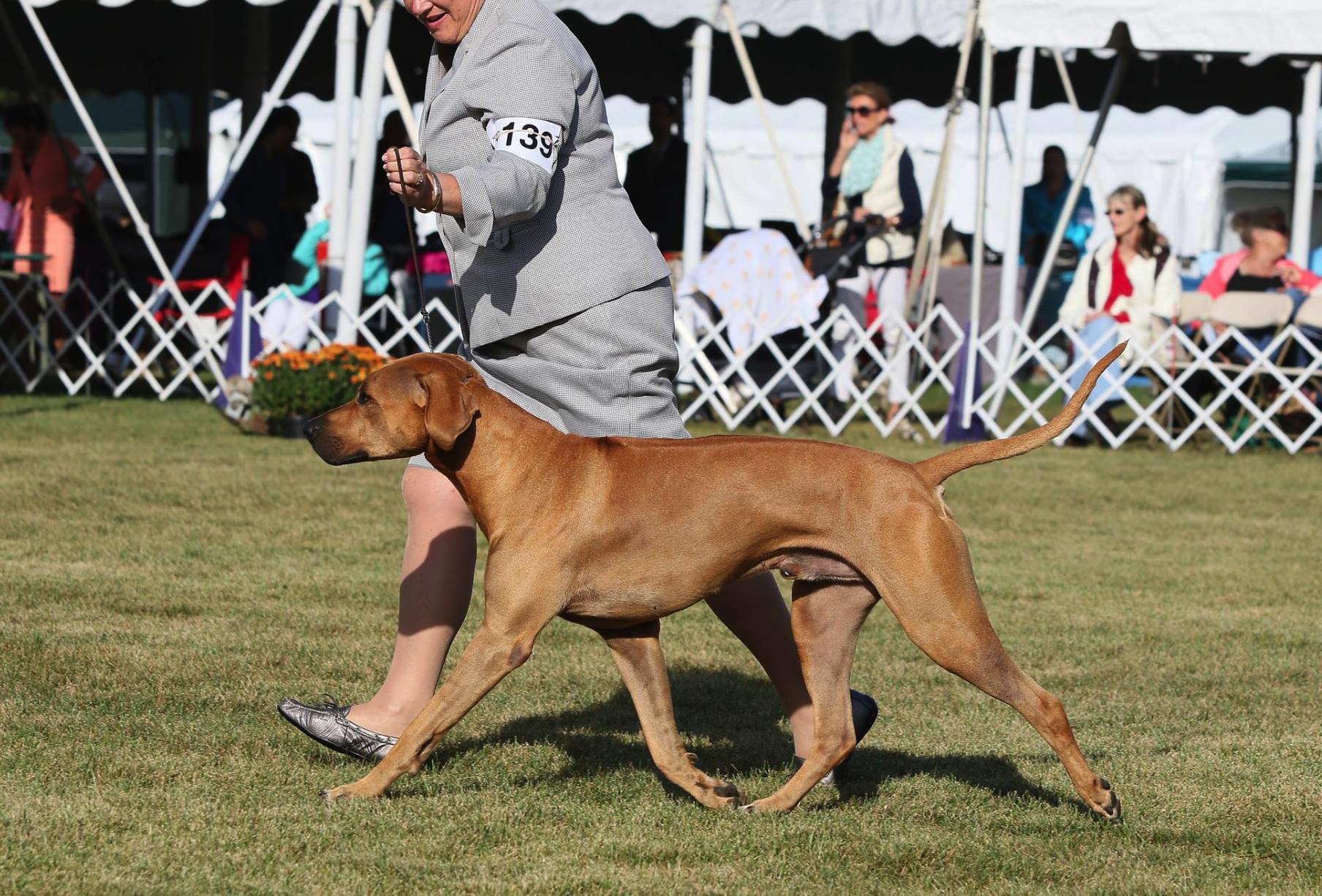 Rifrug Rhodesian Ridgebacks in Vermont | Rhodesian Ridgeback puppies ...
