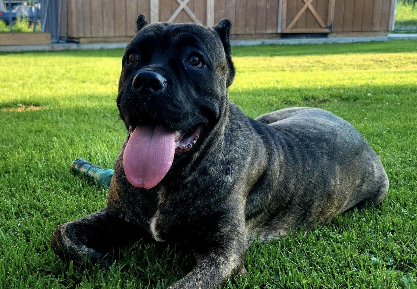 Sicario Cane Corso in Michigan | Cane Corso puppies | Good Dog