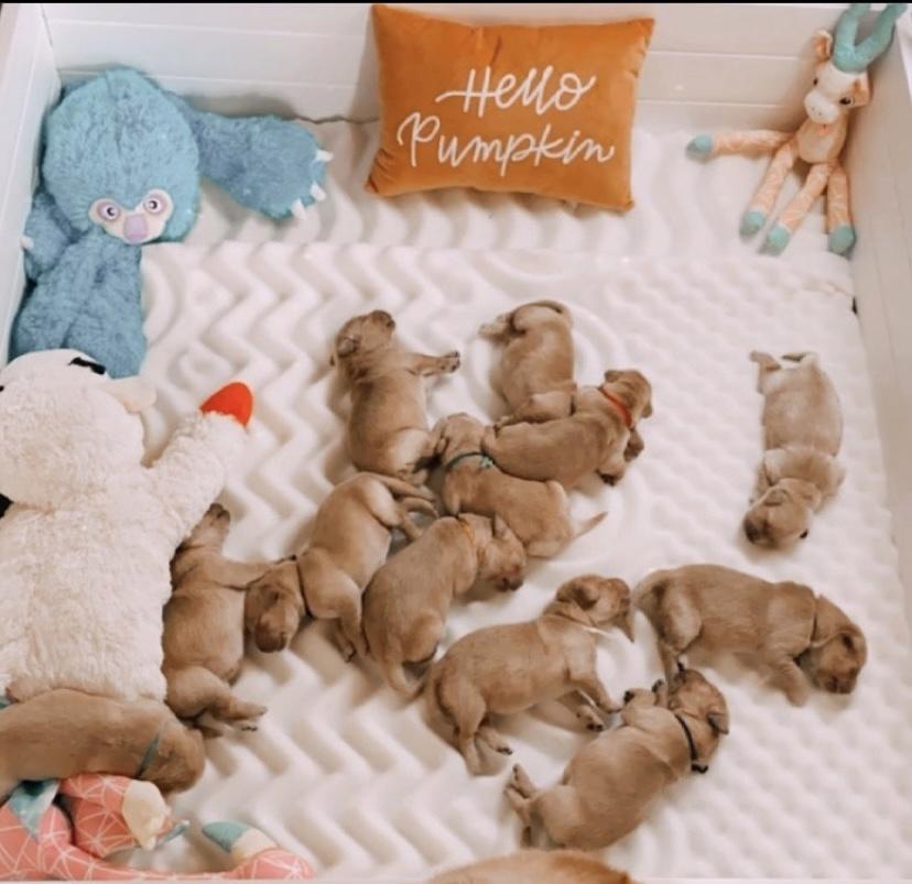 Sandy Golden Retrievers in Florida | Golden Retriever puppies | Good Dog