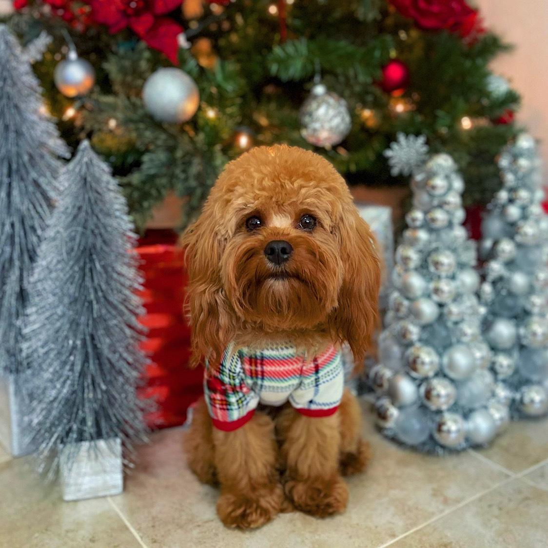 Bailey & Bella Cavapoos in Florida | Cavapoo puppies | Good Dog