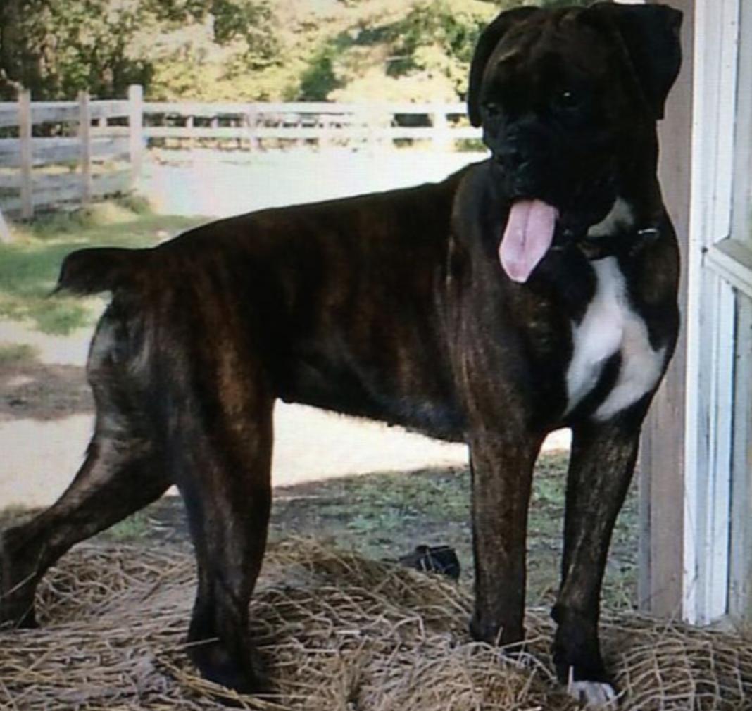 Jubilee Boxers in Virginia | Boxer puppies | Good Dog