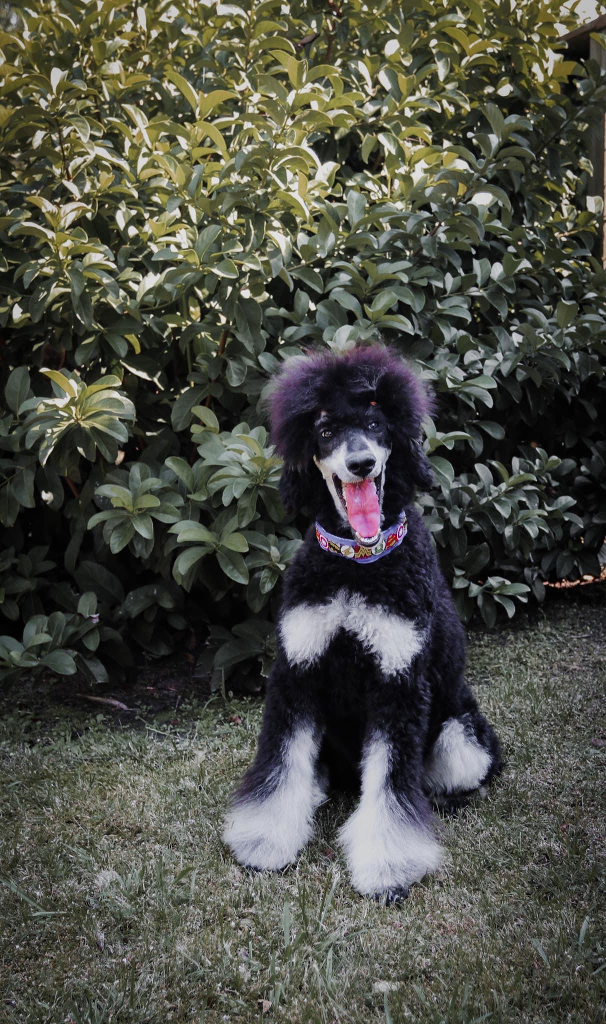 LL Poodles On Tap in Texas | Poodle puppies | Good Dog