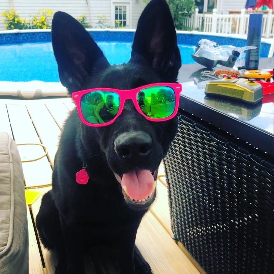 Lucas' German Shepherds in New York | German Shepherd puppies | Good Dog