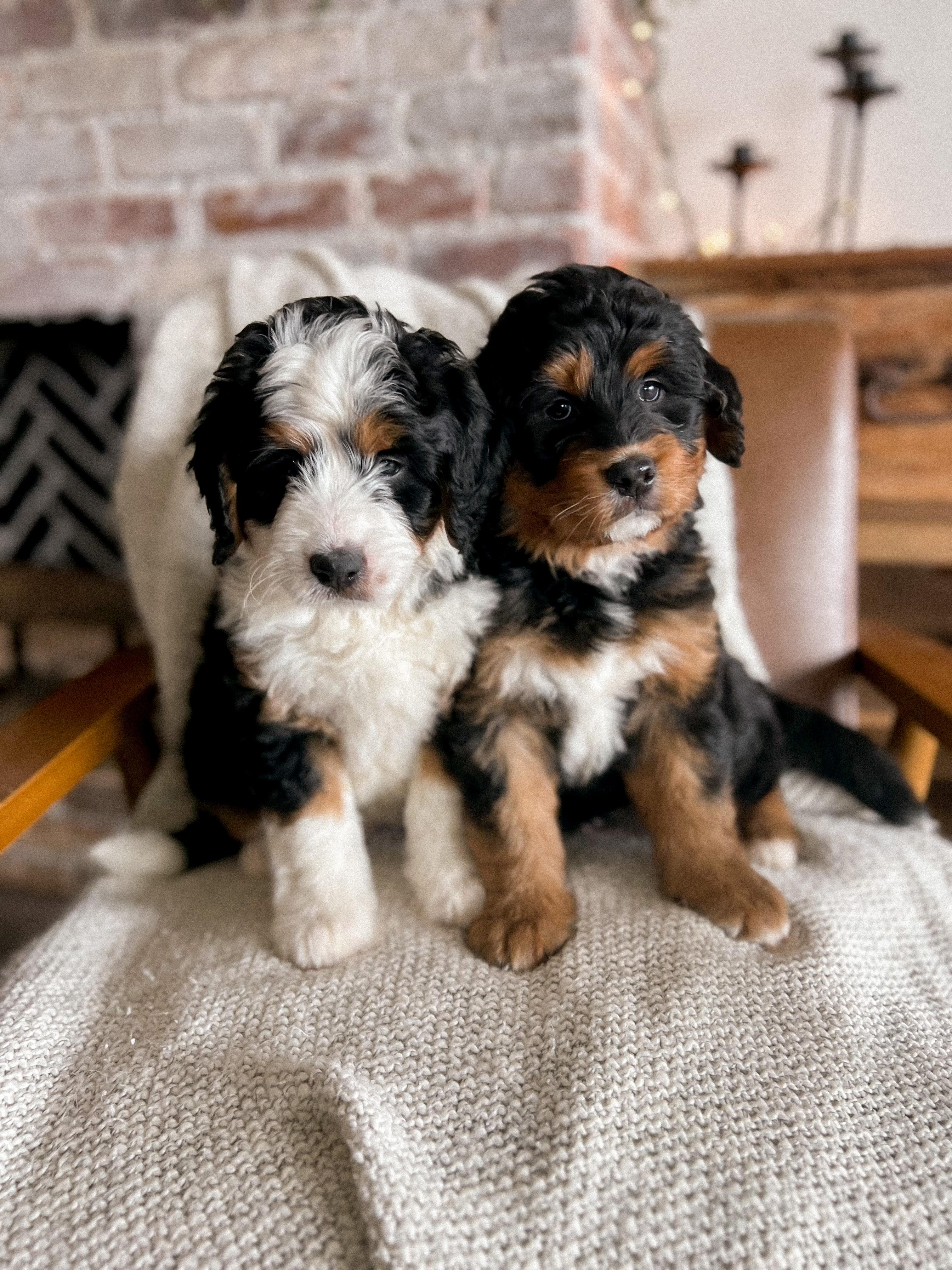 Daisy Mountain Doodles in Arizona | Bernedoodle and Goldendoodle ...